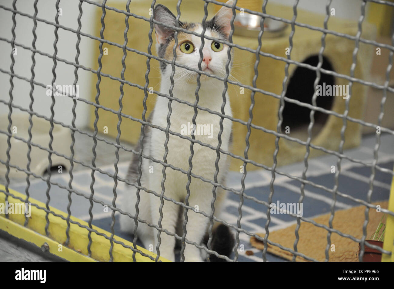 Cat in a cage hi-res stock photography and images - Alamy
