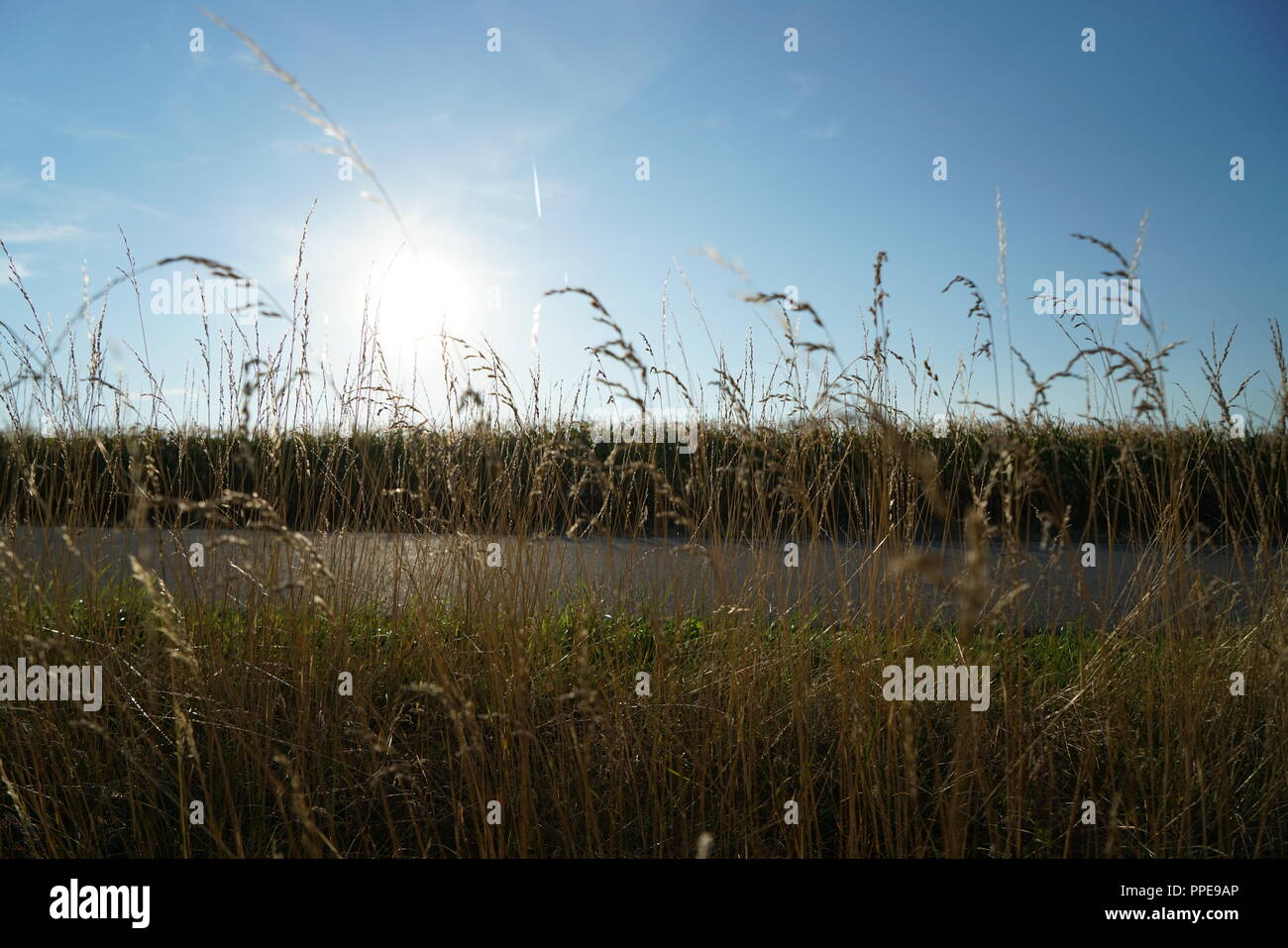 Blooming grass in summer in Germany in sunset photographed Stock Photo ...