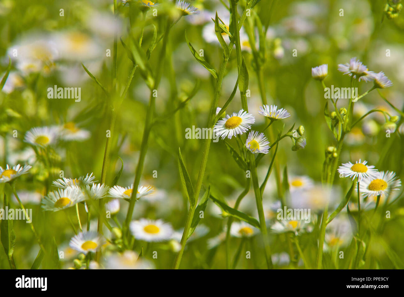White Aster, Aster novae-angliae, Michaelmas Daisy, New England Aster ...