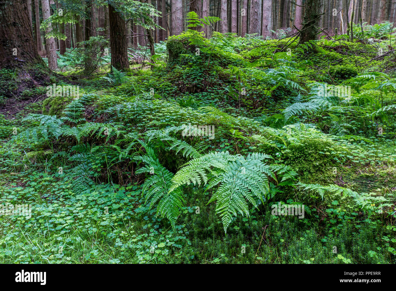 Wood Sorrel on a forest floor Stock Photo - Alamy