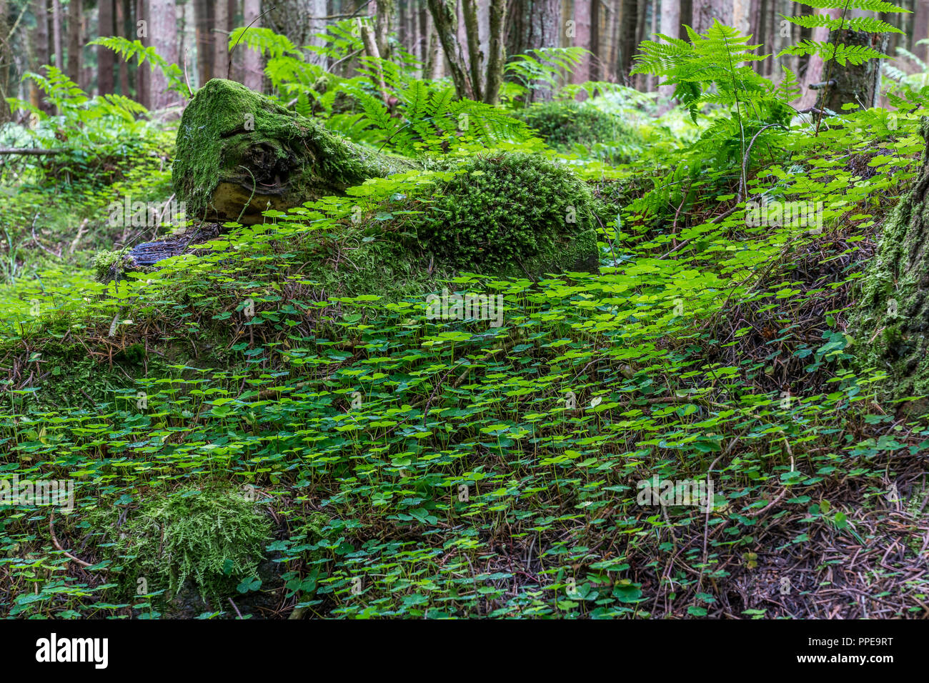 Wood Sorrel on a forest floor Stock Photo - Alamy