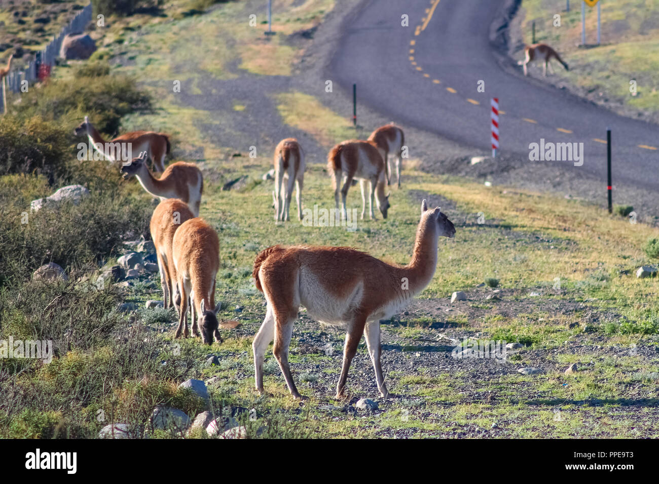 Guanaco patagonia chile hi-res stock photography and images - Alamy