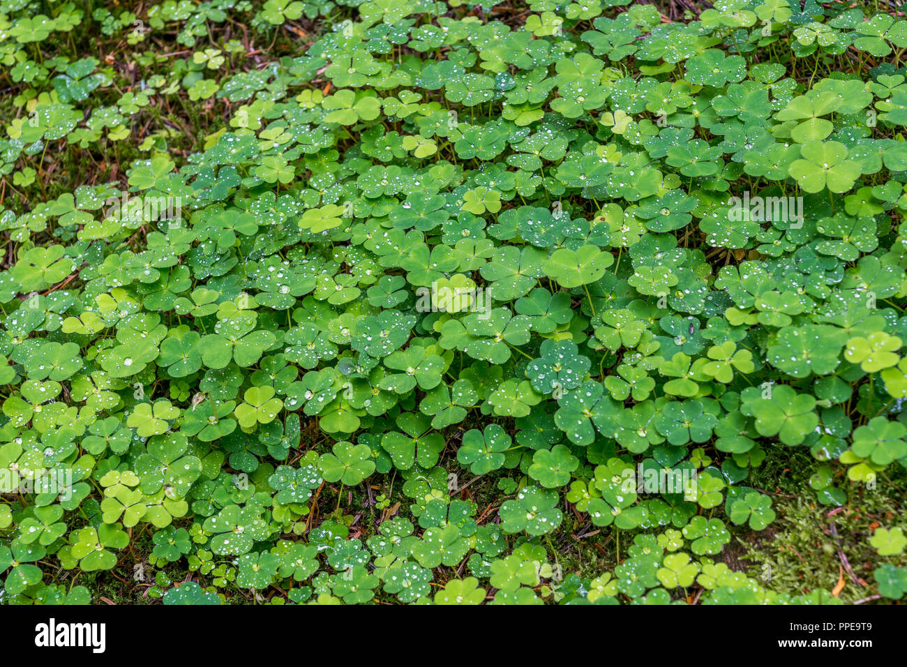 Sorrel plants hi-res stock photography and images - Alamy
