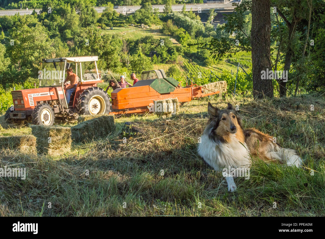 Hay making haymaking hi-res stock photography and images - Alamy