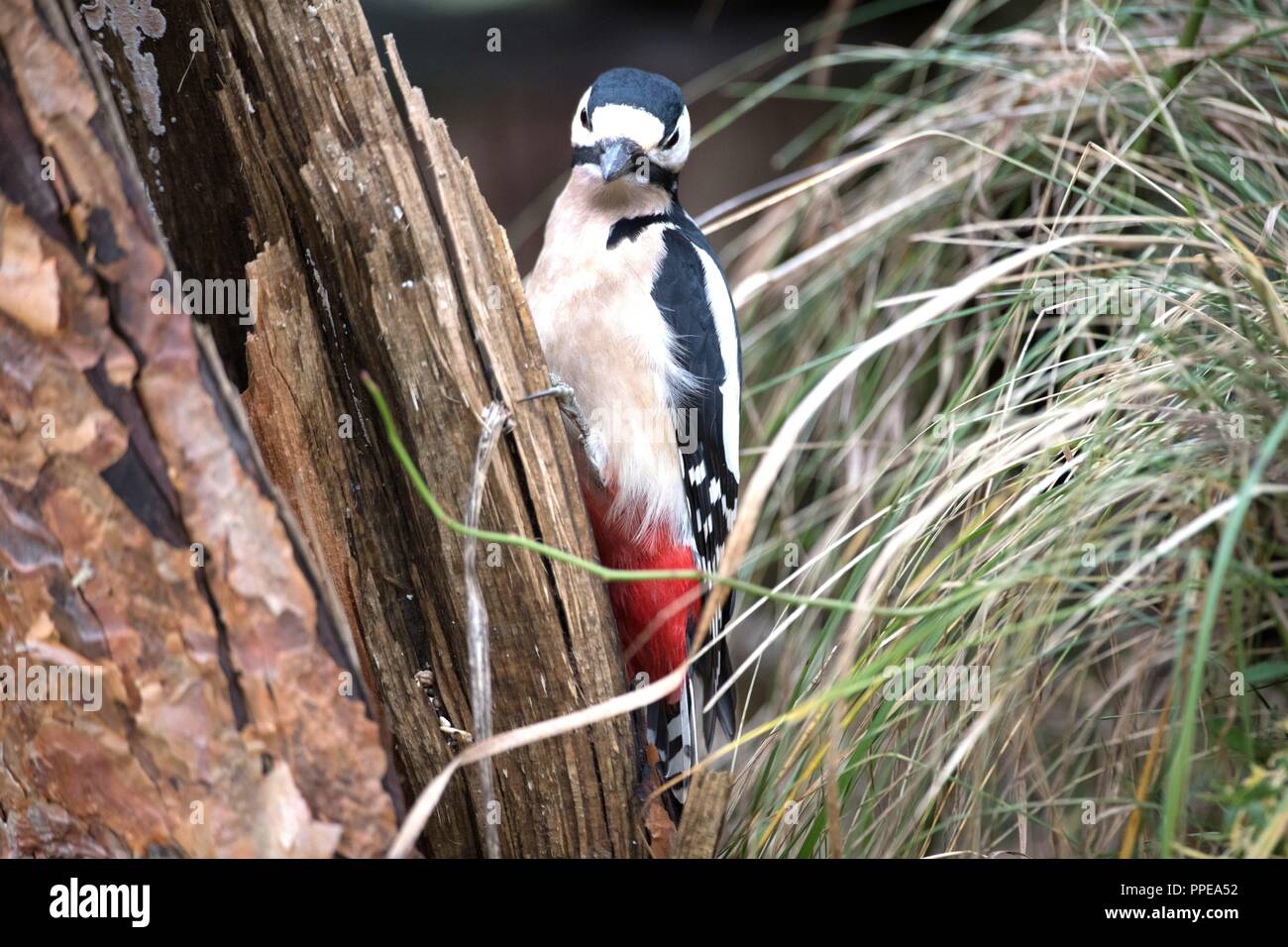 Great Spotted Woodpecker | usage worldwide Stock Photo - Alamy