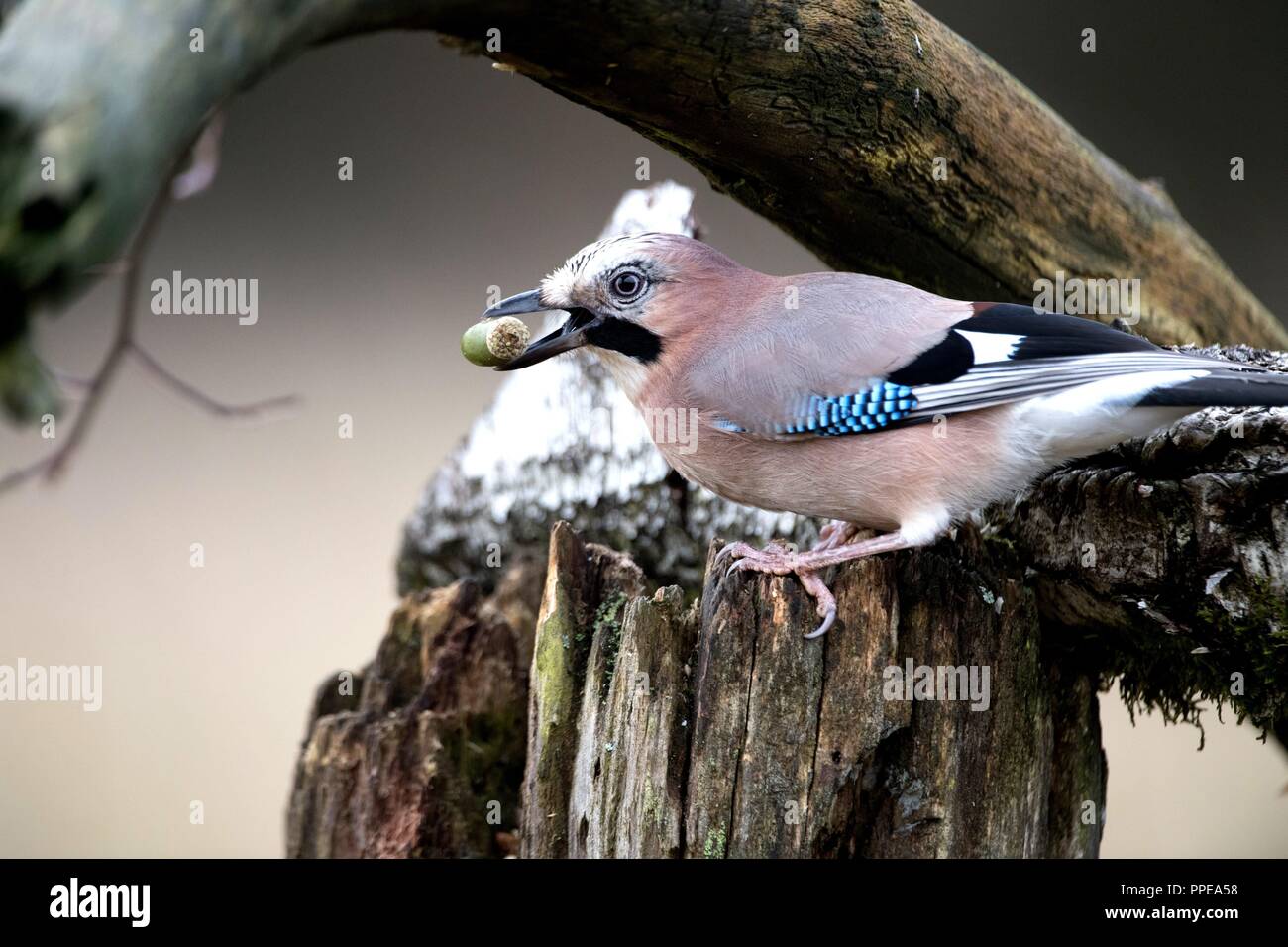 Acorn Jay - Jaybird | usage worldwide Stock Photo - Alamy