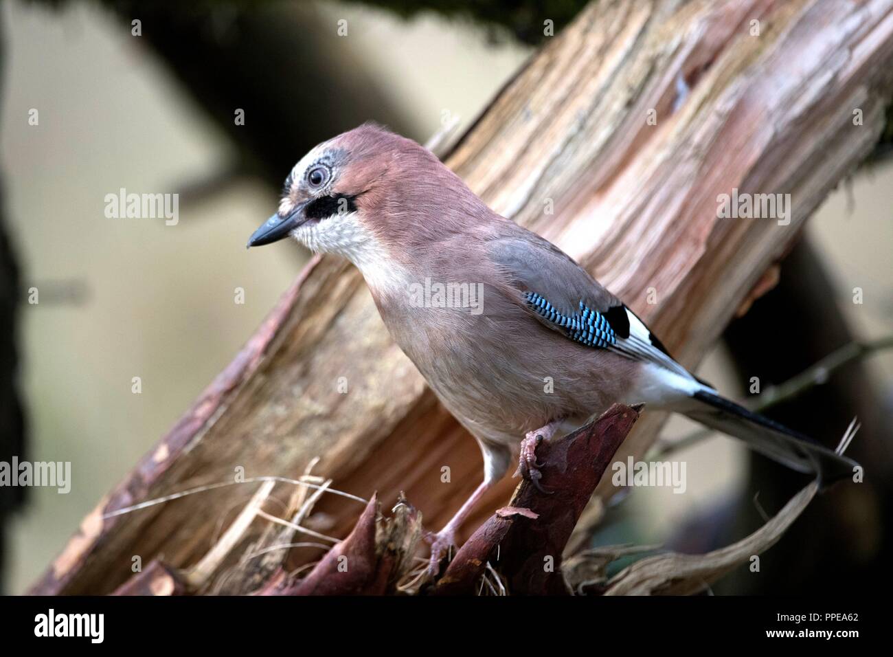 Acorn Jay - Jaybird | usage worldwide Stock Photo - Alamy
