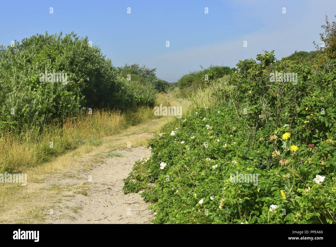 Sandy way by the dunes in the north from the lake Hammersee surrounded ...