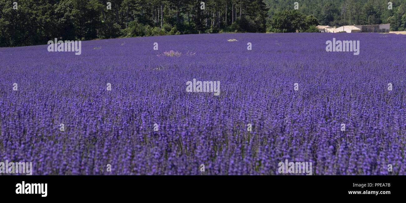 From the end of June / beginning of July, the lavender fields in ...