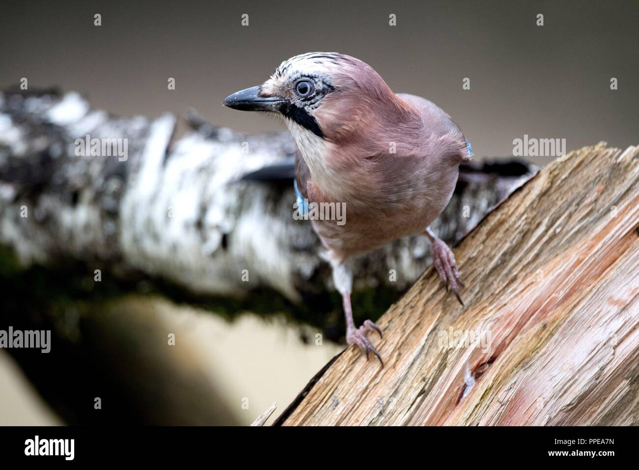Acorn Jay - Jaybird | usage worldwide Stock Photo - Alamy