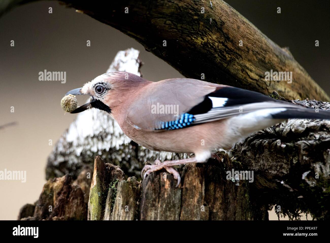 Acorn Jay - Jaybird | usage worldwide Stock Photo - Alamy