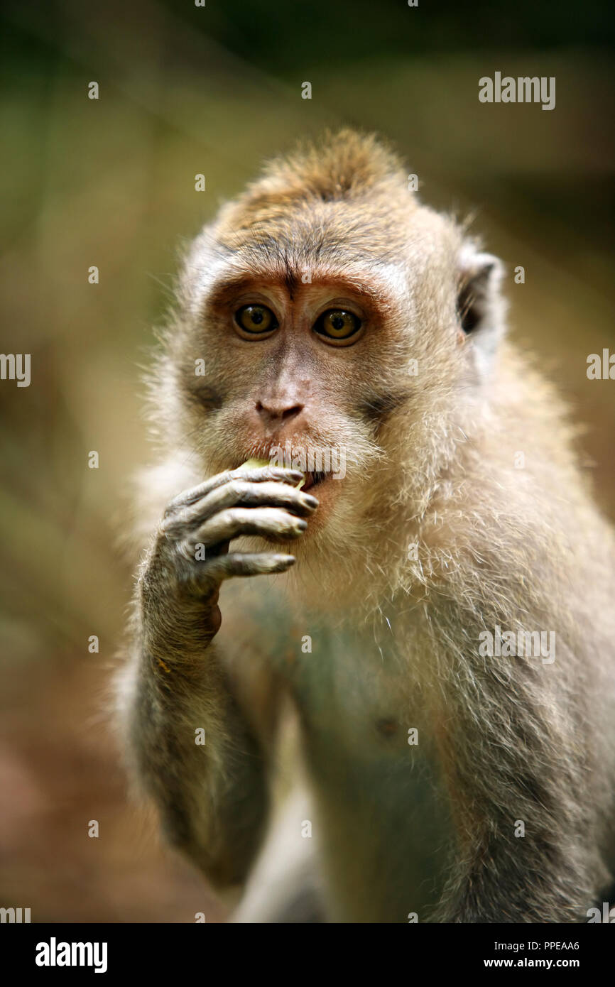 Portrait of the sad monkey. Forest of monkeys in Bali. Indonesia Stock ...