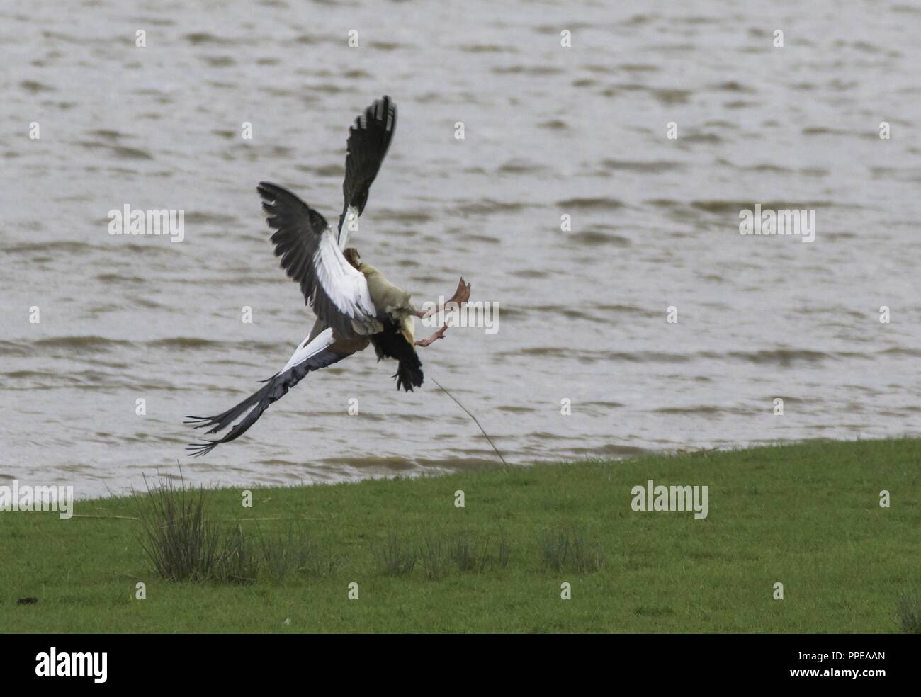Goose jumping hi-res stock photography and images - Alamy