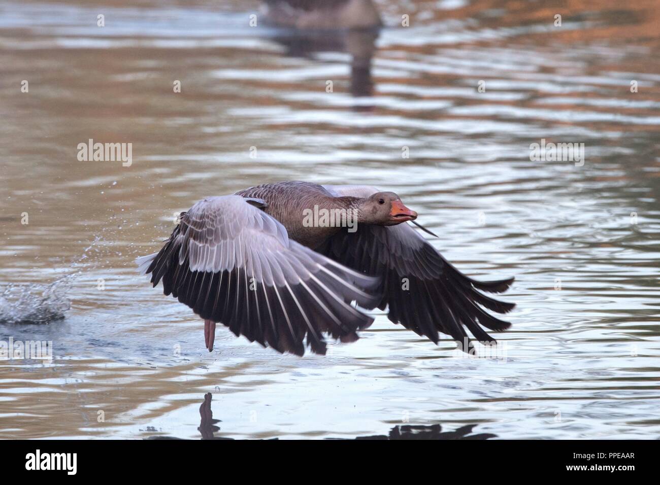 Grey goose | usage worldwide Stock Photo - Alamy
