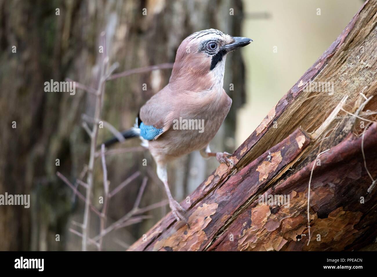 Acorn Jay - Jaybird | usage worldwide Stock Photo - Alamy