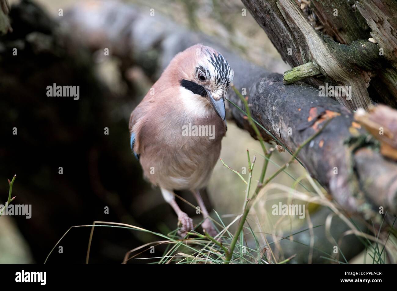 Acorn Jay - Jaybird | usage worldwide Stock Photo - Alamy