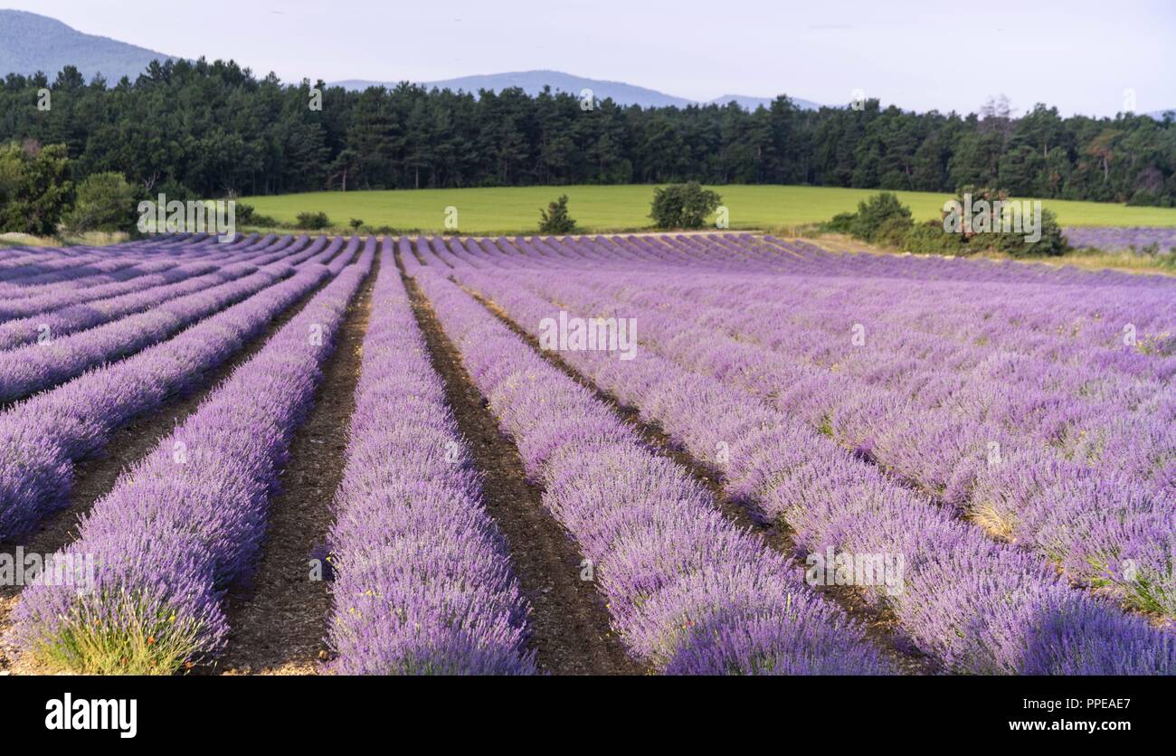 From the end of June / beginning of July, the lavender fields in ...