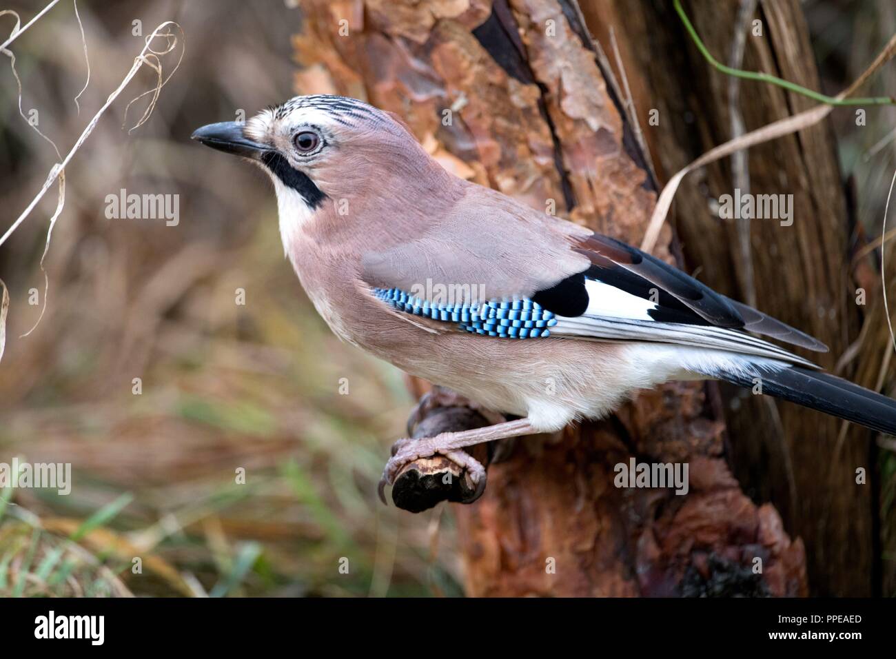 Acorn Jay - Jaybird | usage worldwide Stock Photo - Alamy