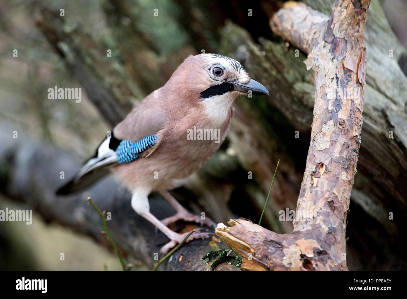 Acorn Jay - Jaybird | usage worldwide Stock Photo - Alamy