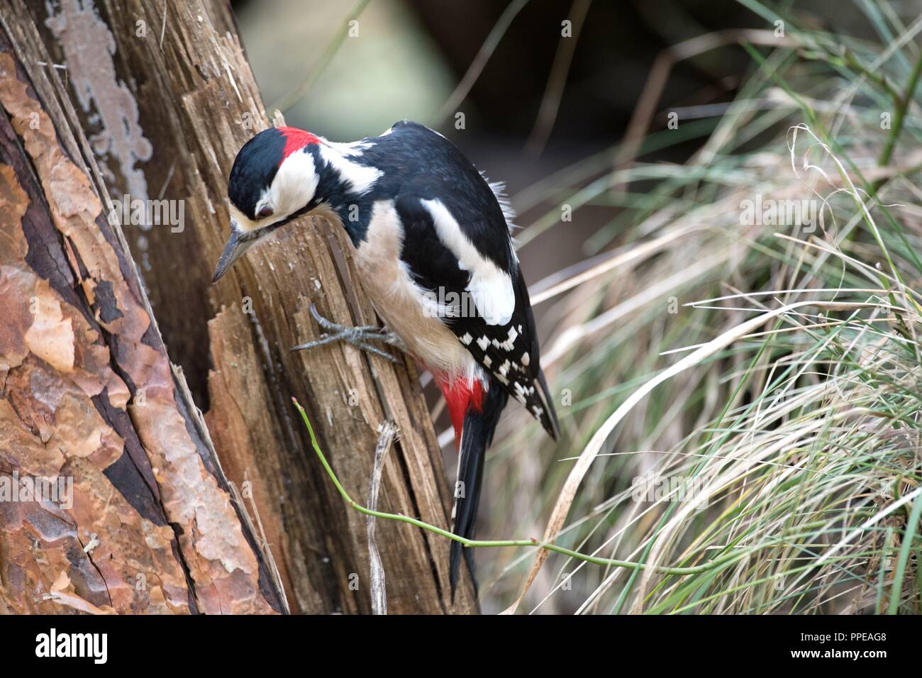 Great Spotted Woodpecker | usage worldwide Stock Photo - Alamy