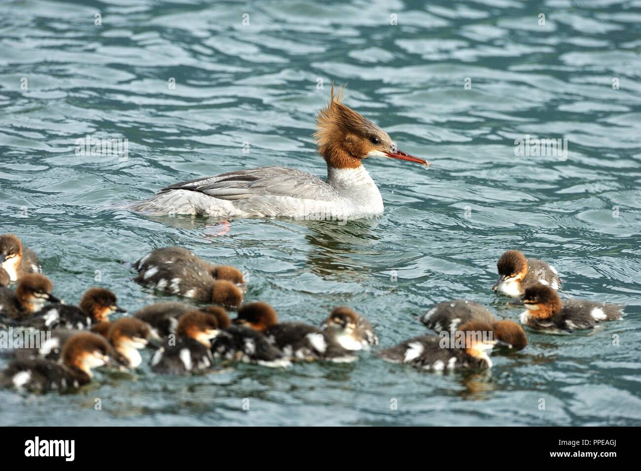 Goosander | usage worldwide Stock Photo - Alamy