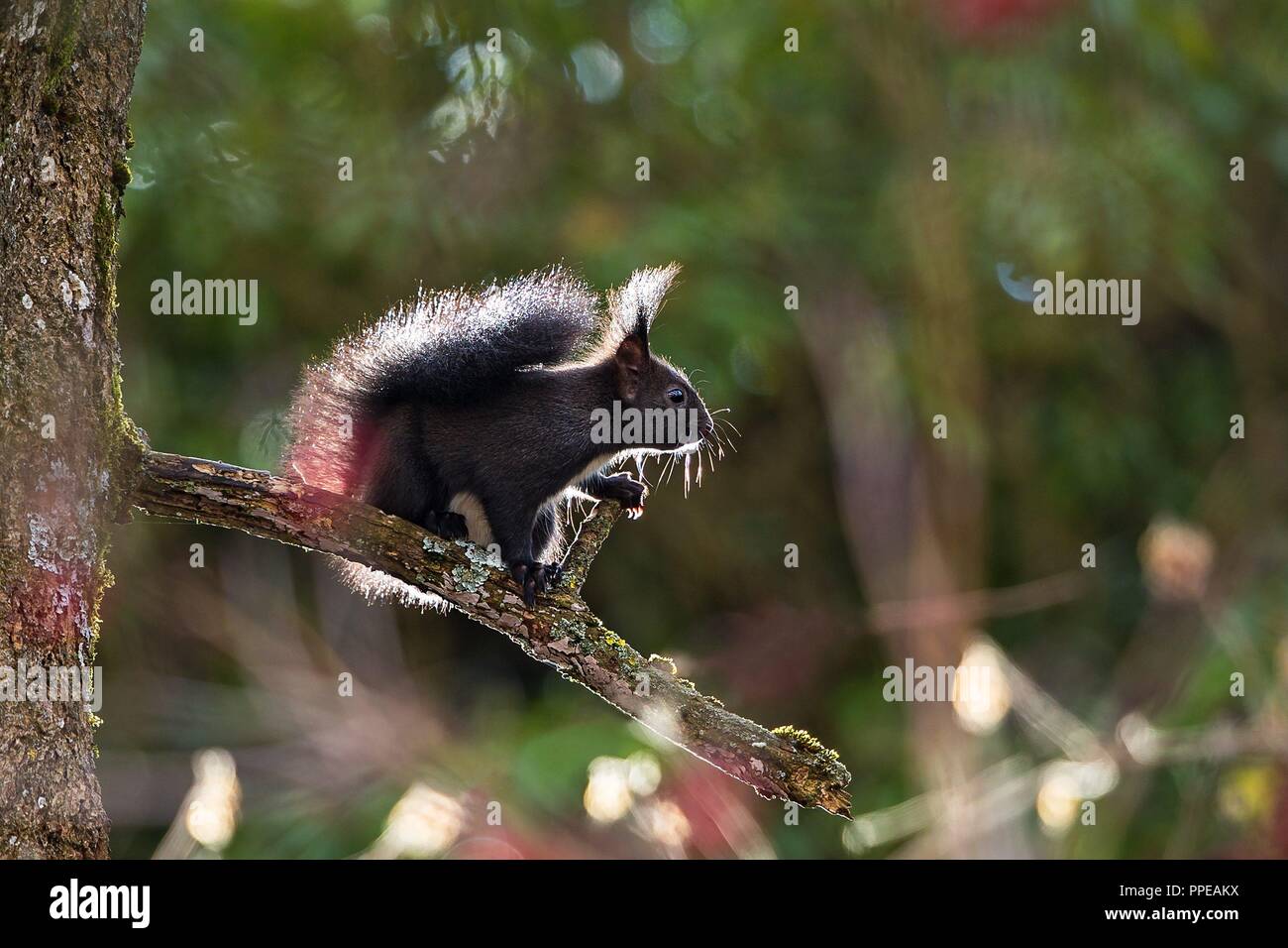 Eurasian Red Squirrel (Sciurus vulgaris) sitting in tree in backlight ...