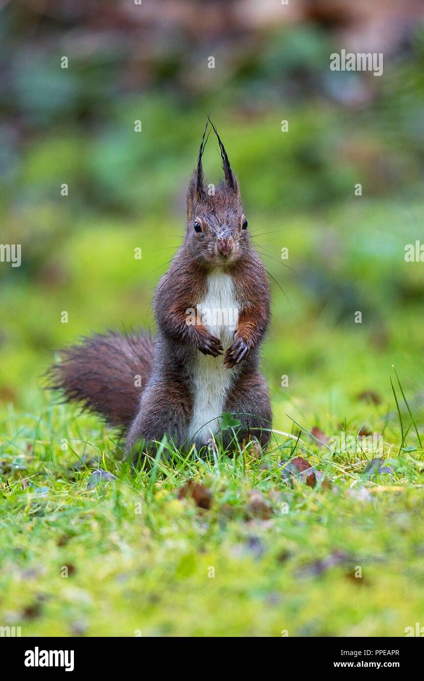 Eurasian Red Squirrel (Sciurus vulgaris) standing in grassland, Berlin ...