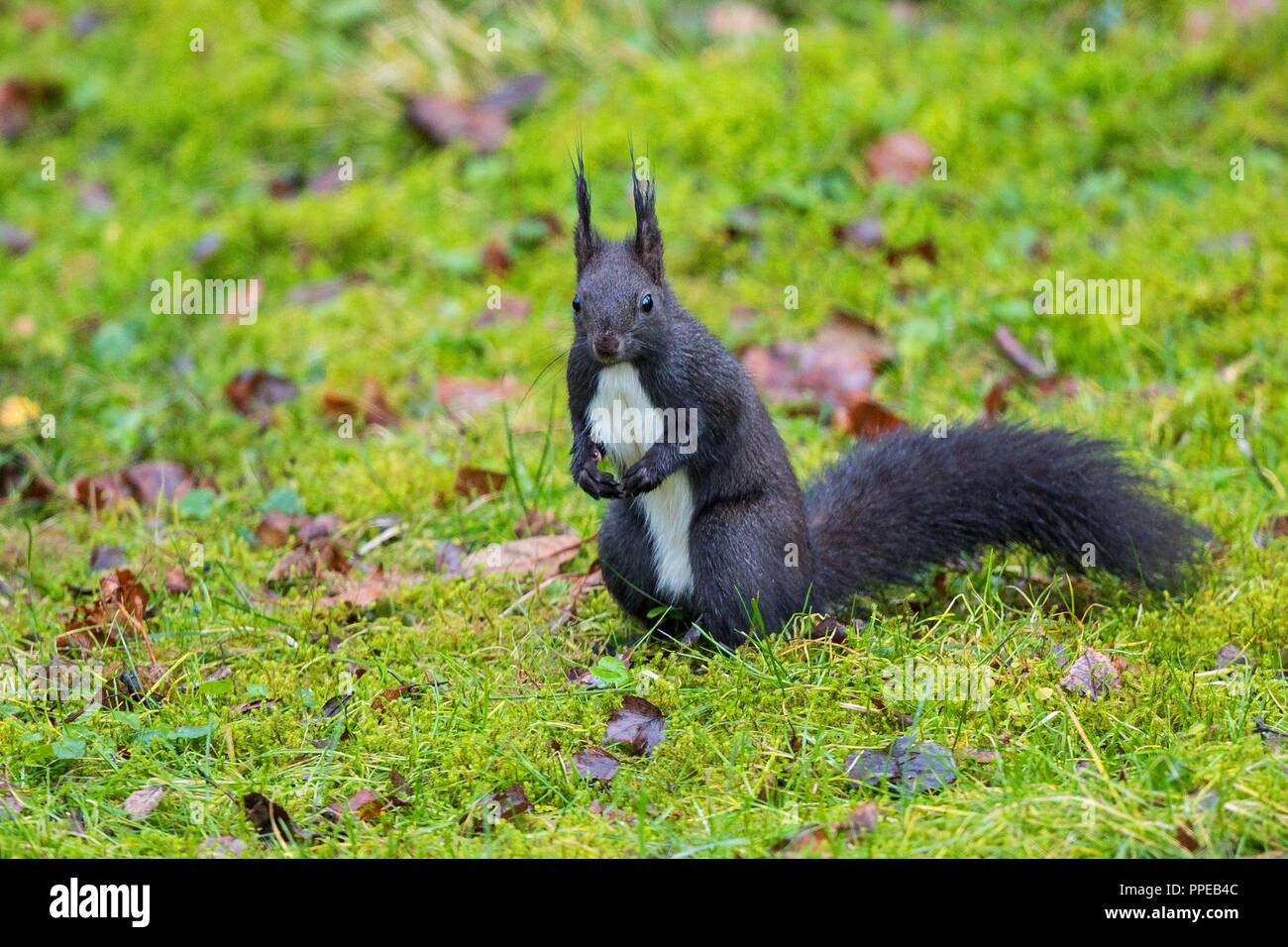 Eurasian Red Squirrel (Sciurus vulgaris) standing in grassland, Berlin ...