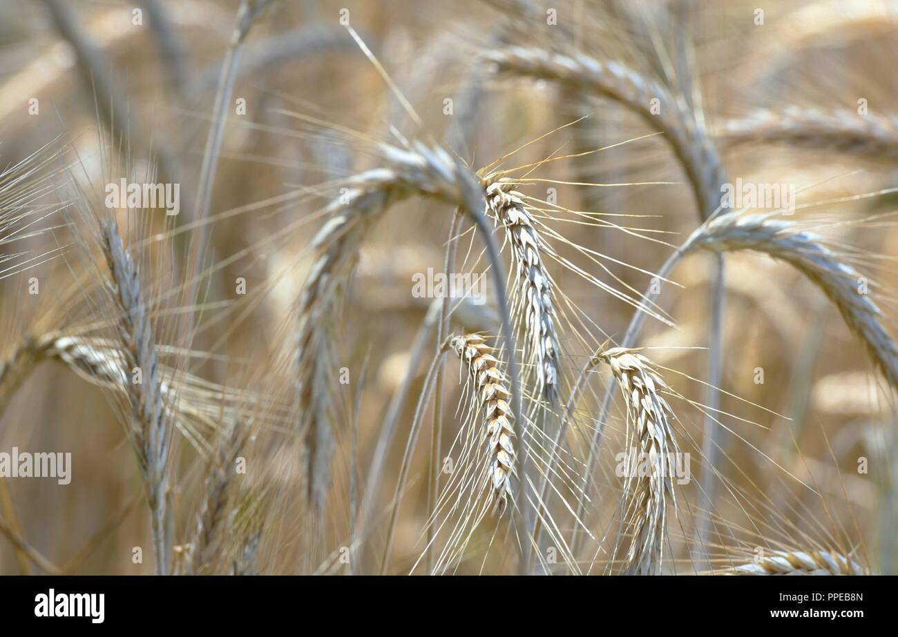 ripe grain, grain-field , Glottertal, July 13, 2018 | usage worldwide ...