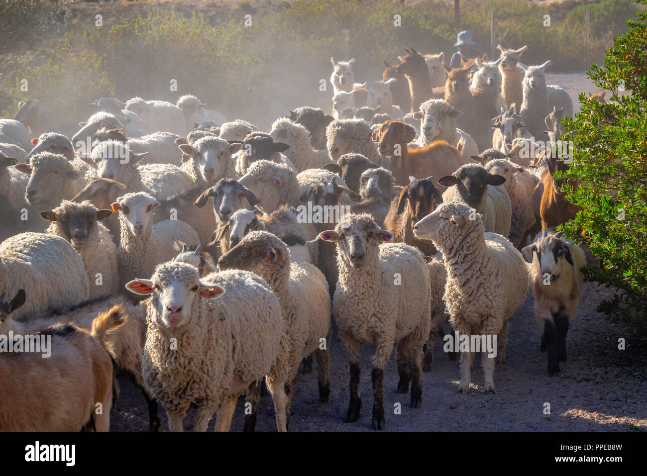 Heard of sheeps hi-res stock photography and images - Alamy