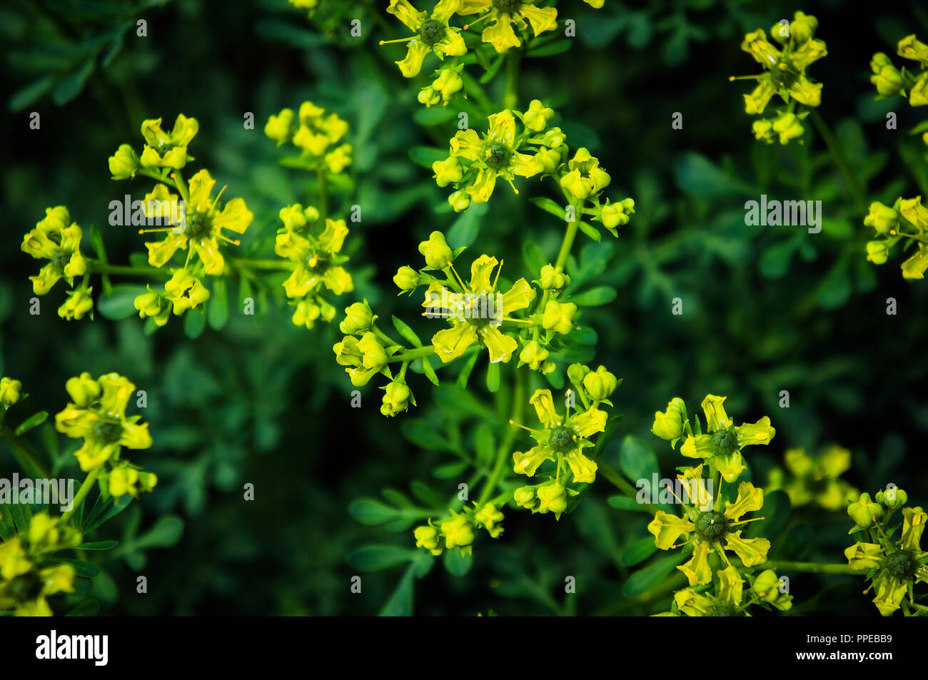 Ruta graveolens, common rue or herb-of-grace, blossoms in the ...