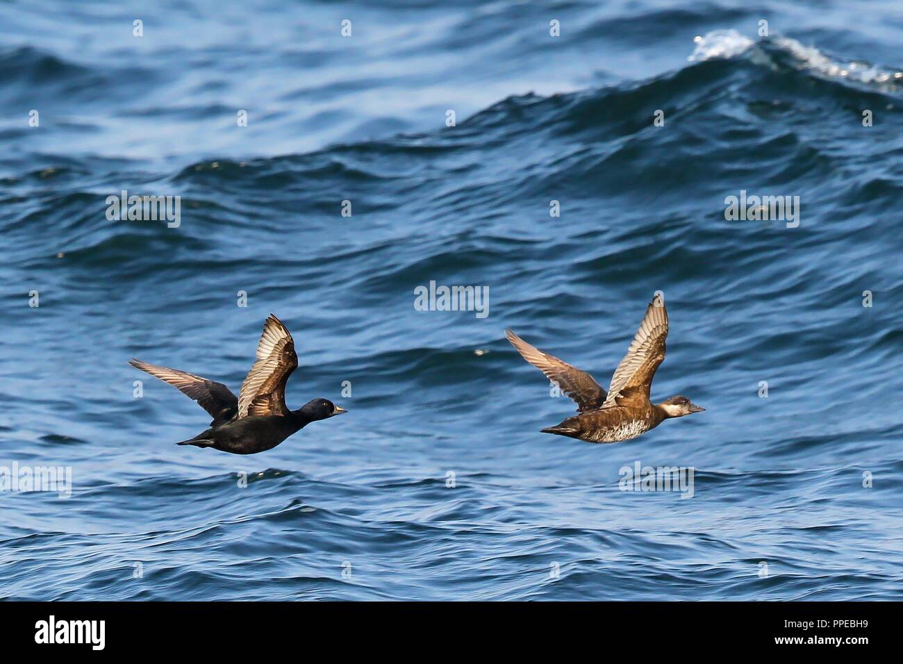 Flying male common scoter hi-res stock photography and images - Alamy