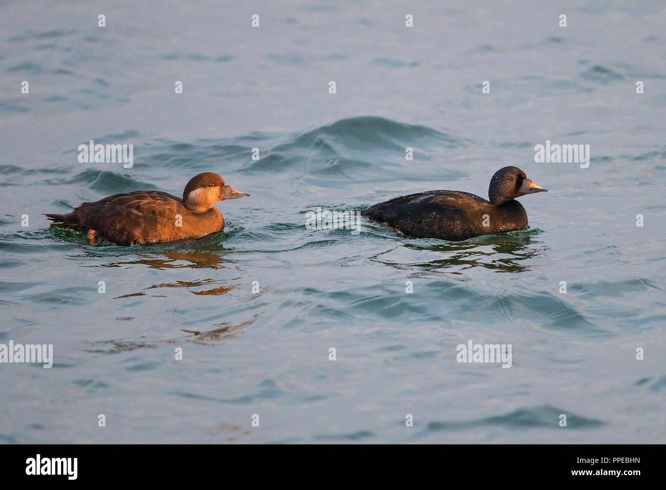Common Scoter (Melanitta nigra), pair with male and fermale swimming ...