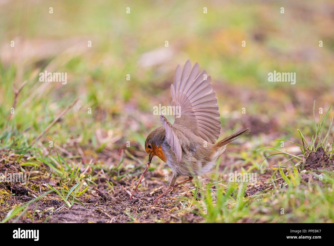 Earthworm hunt hi-res stock photography and images - Alamy