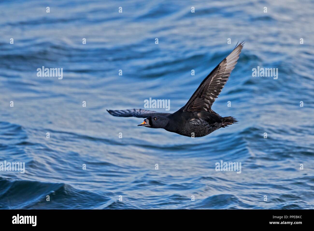 Common Scoter (Melanitta nigra), male flying in Baltic Sea, Mecklenburg ...