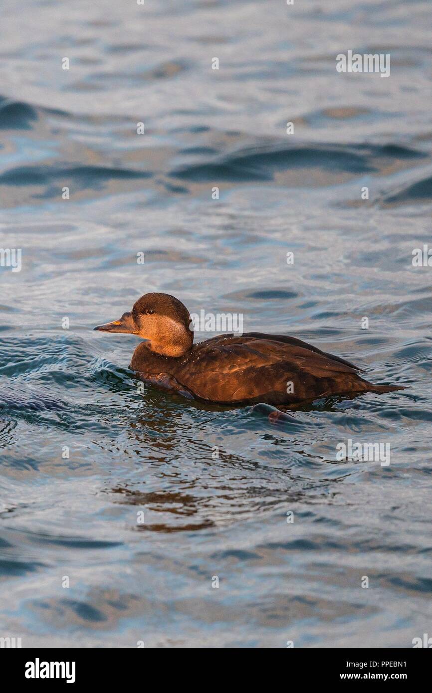 Common Scoter (Melanitta nigra), female swimming in Baltic Sea ...