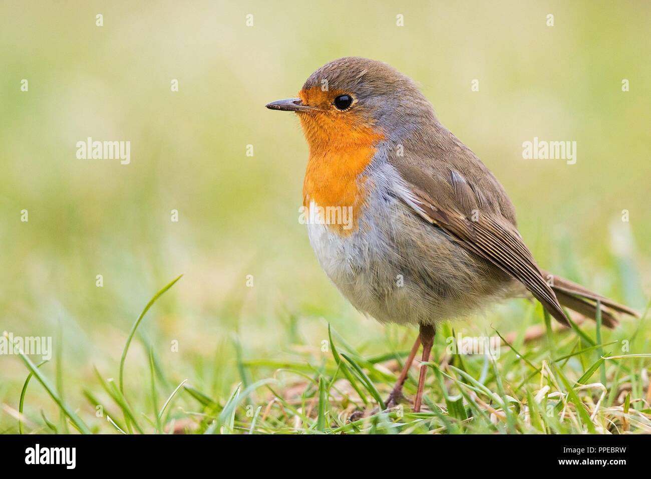 European Robin (Erithacus rubecula) close-up, Baden-Wuerttemberg ...