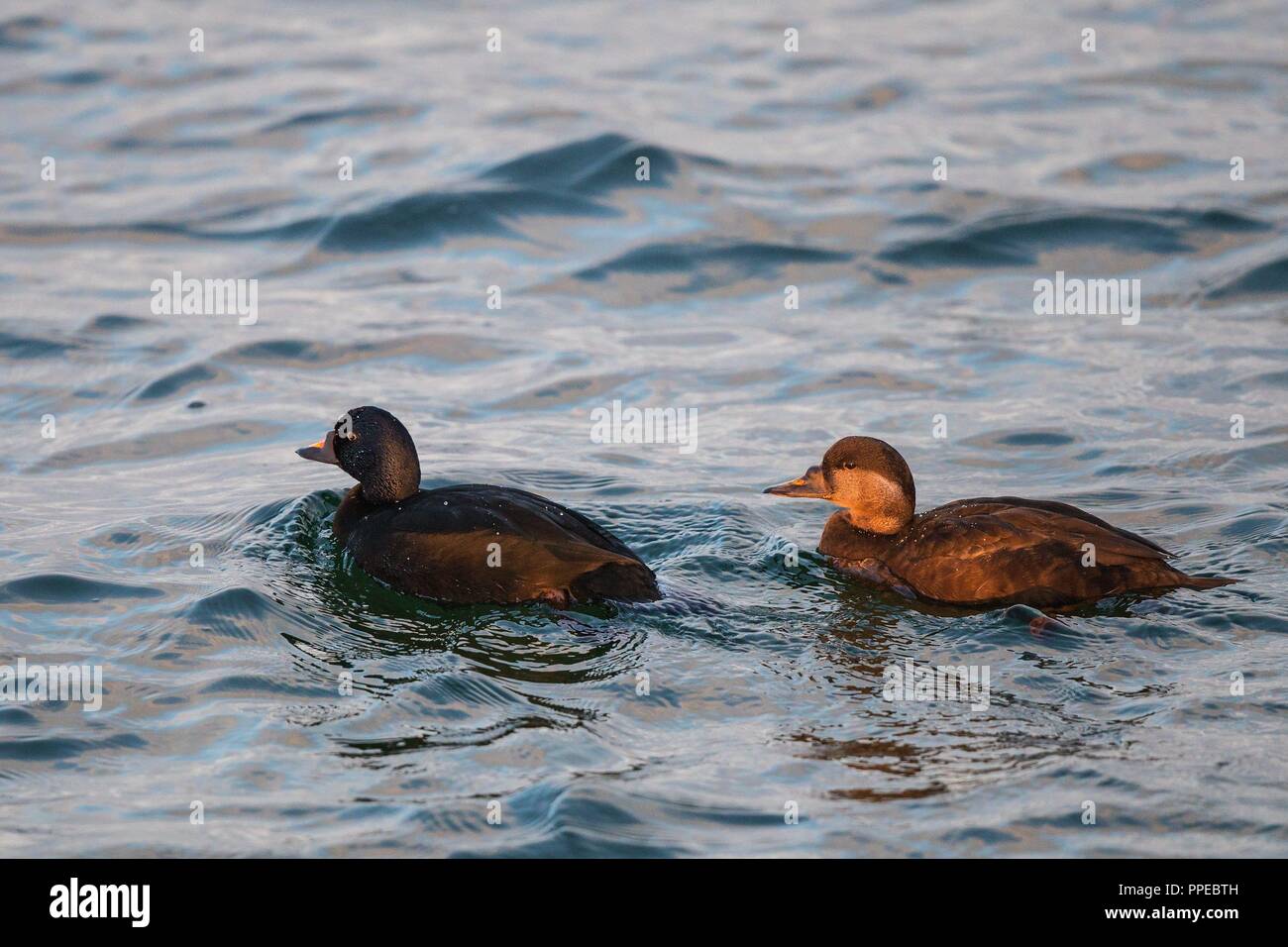 Common Scoter (Melanitta nigra), pair with male and fermale swimming ...