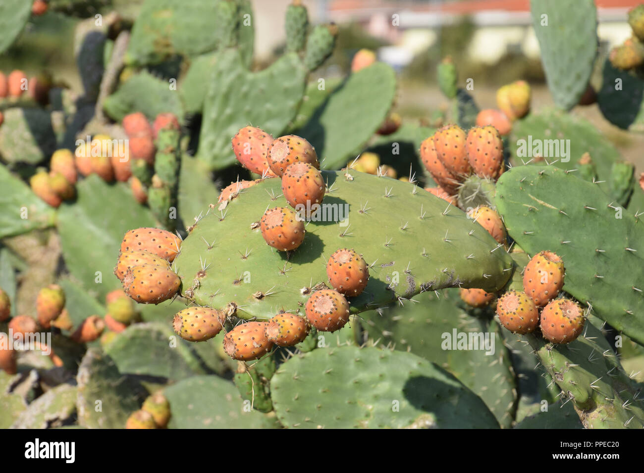 many prickly pears on cactus plant, fruits of Opuntia ficus-indica a ...