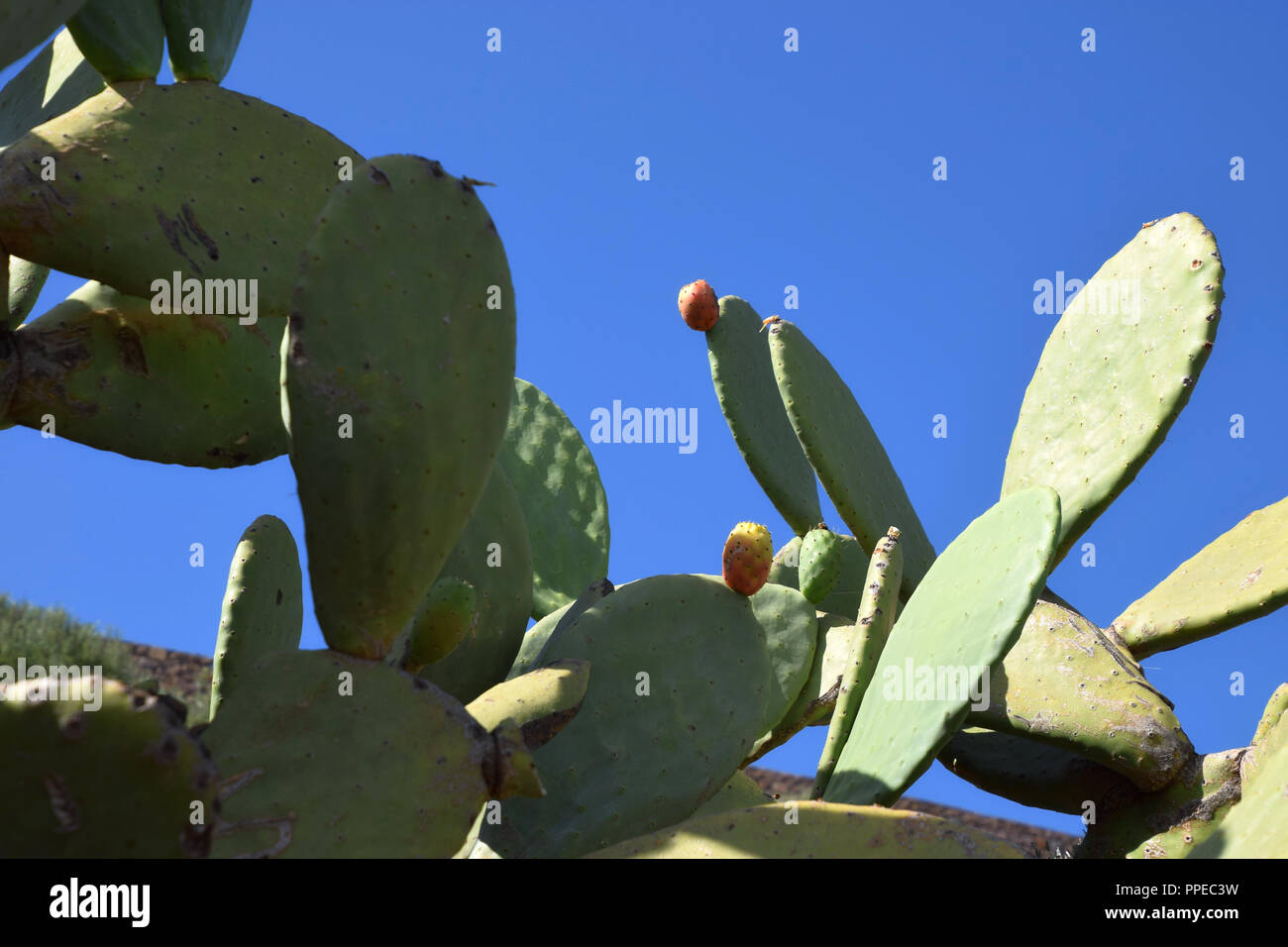 fruits of Opuntia ficus-indica a species of cactus of sardinia, prickly ...