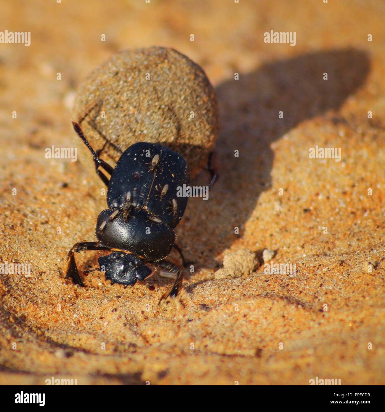 One of the creatures in the desert is the scarab. They form balls from ...