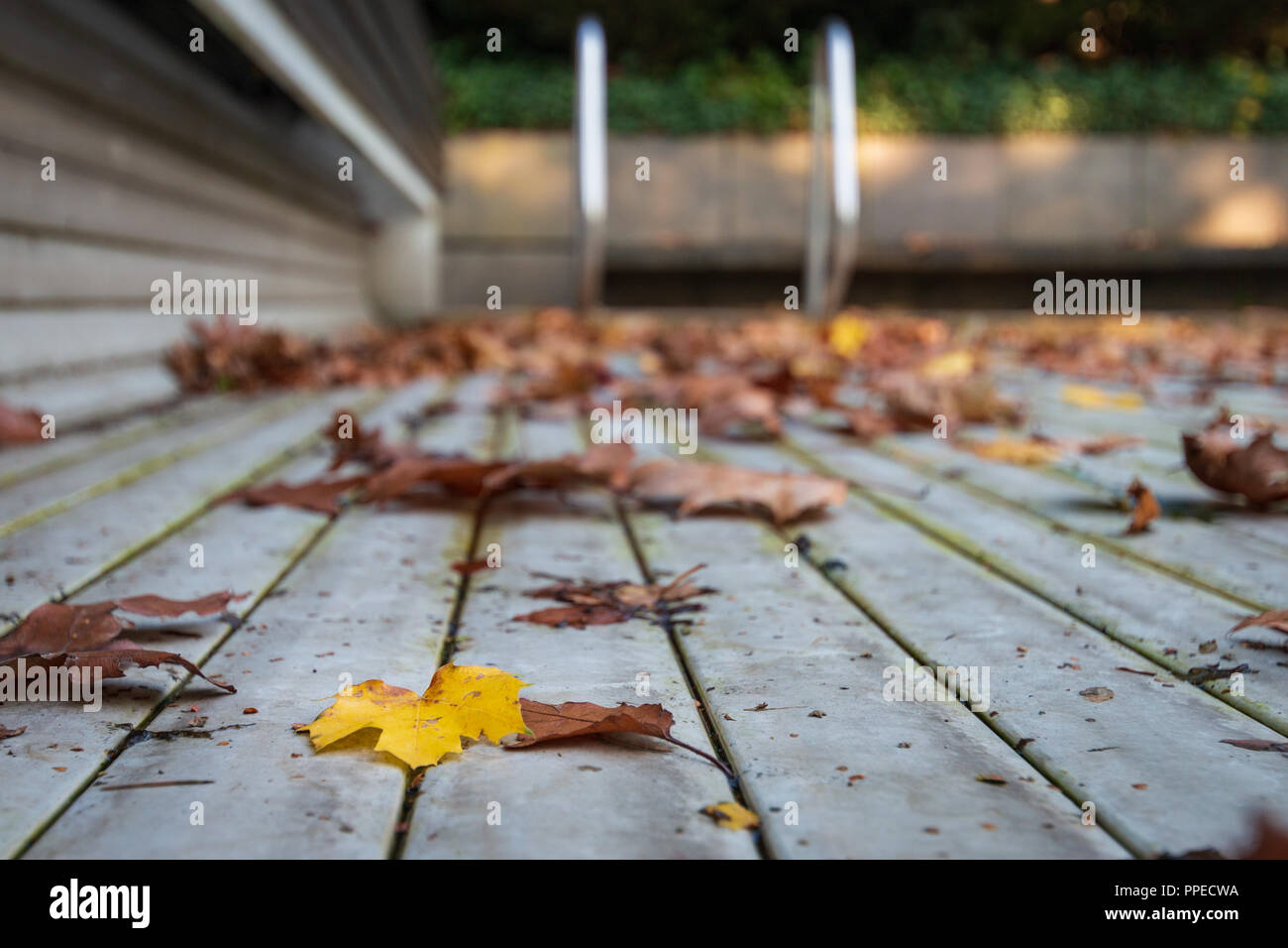 Closes swimming pool with coloful leaves on the cover in autumn ...