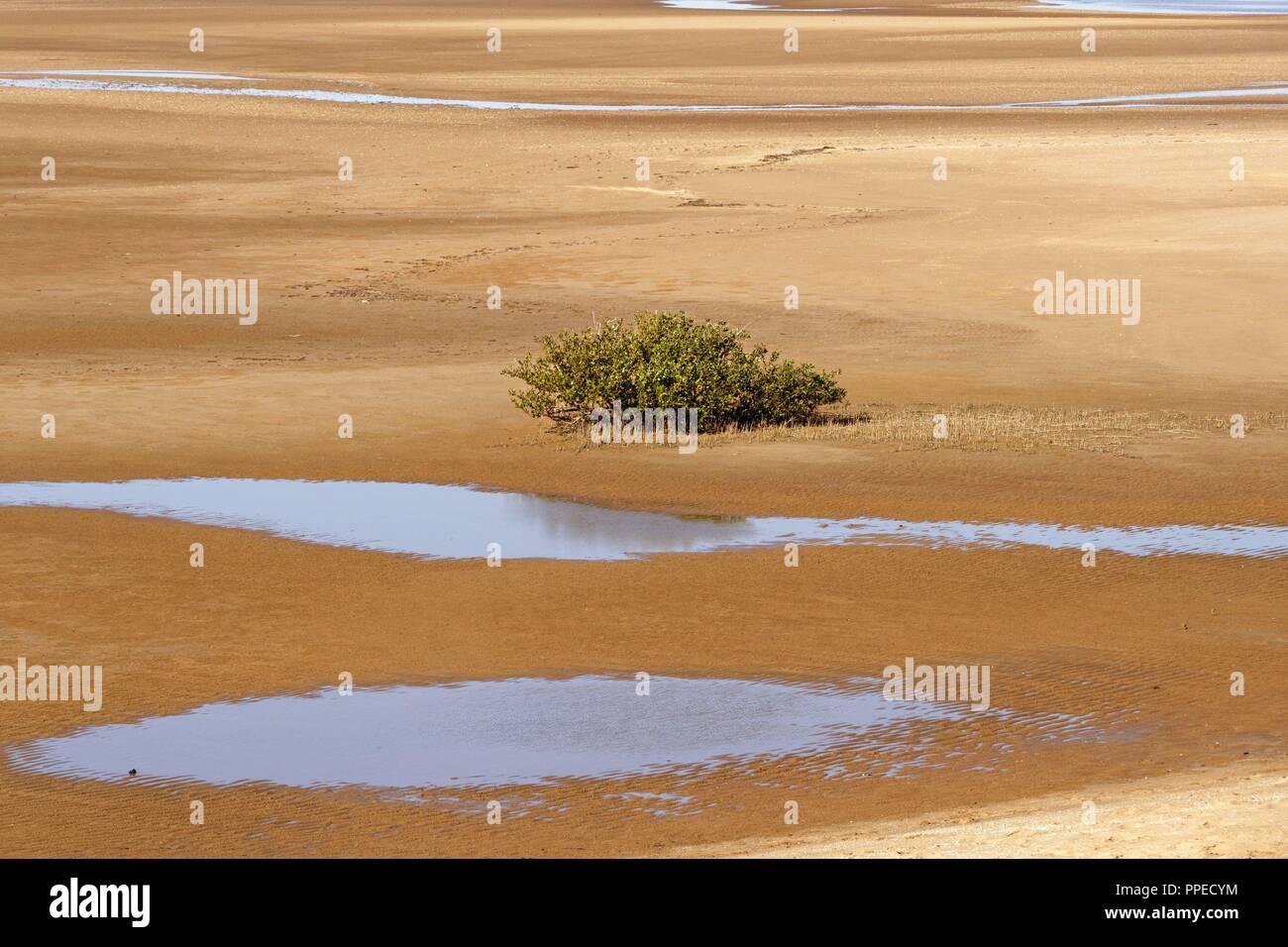 Mangrove tree on Australian beach, Northwest Australia | usage ...