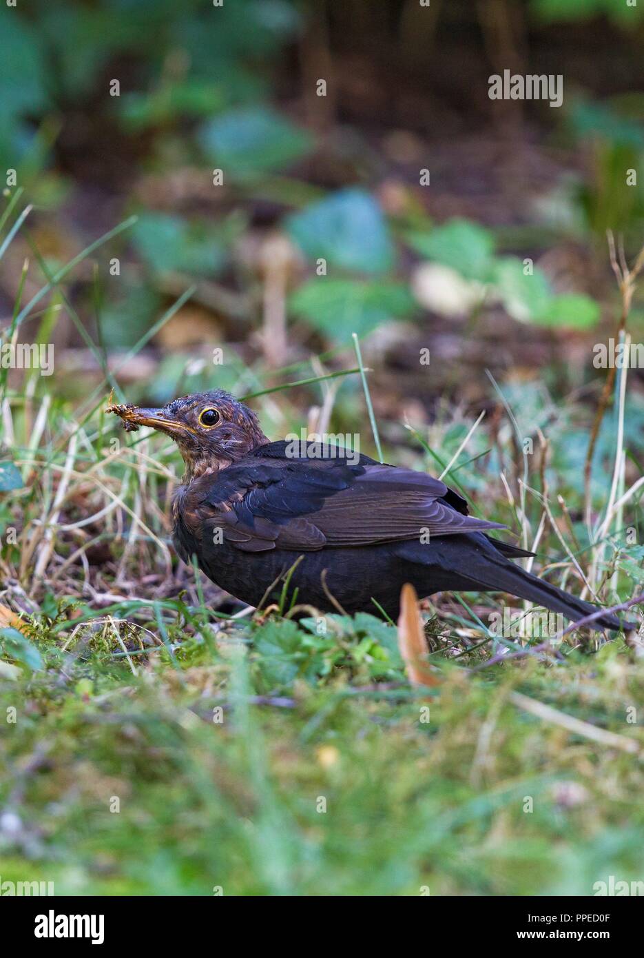 Common Blackbird (Turdus merula) showing symptoms and behaviour of ...