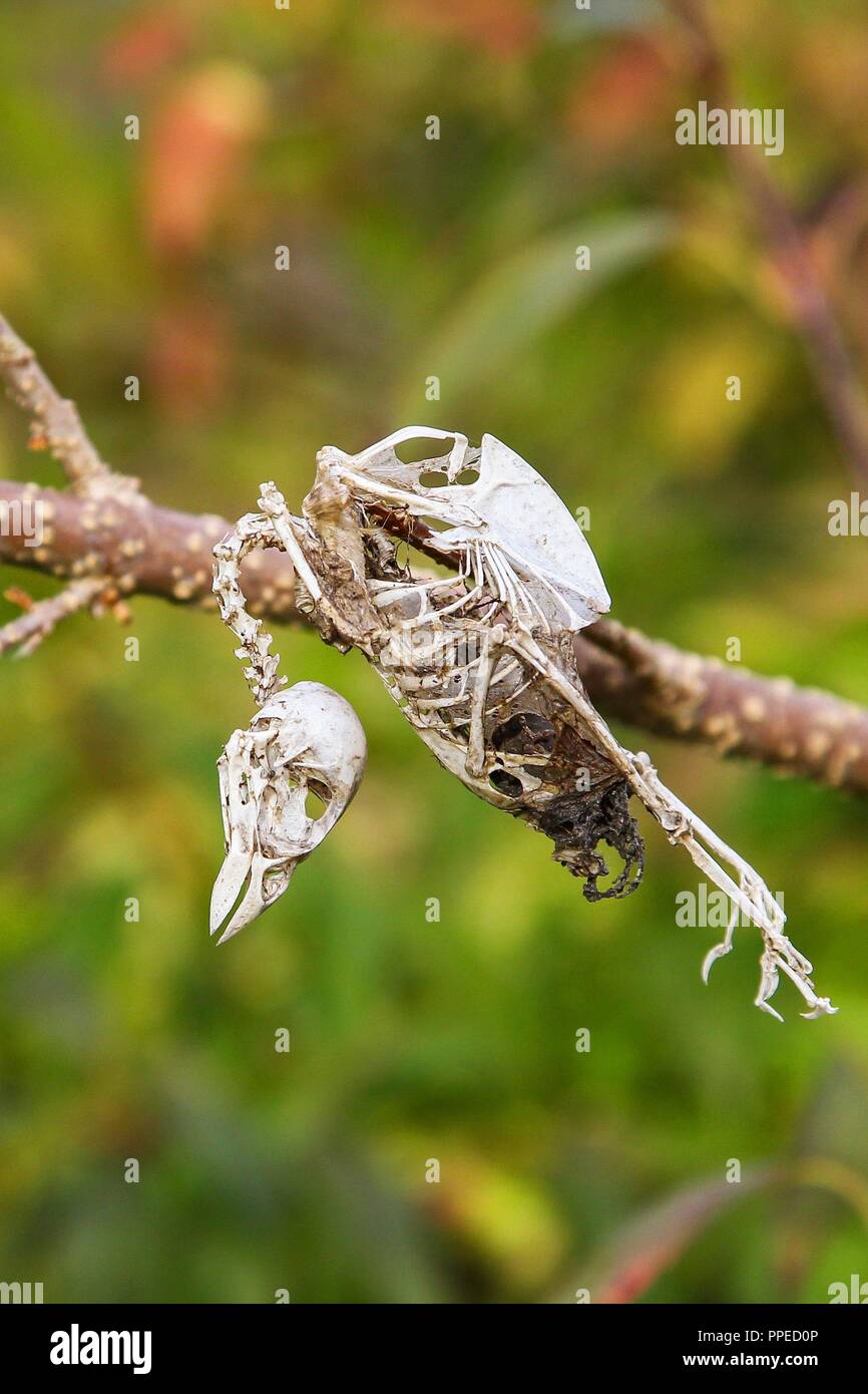 Mummified songbird skeleton hanging in backyard hedgerow, Brandenburg ...