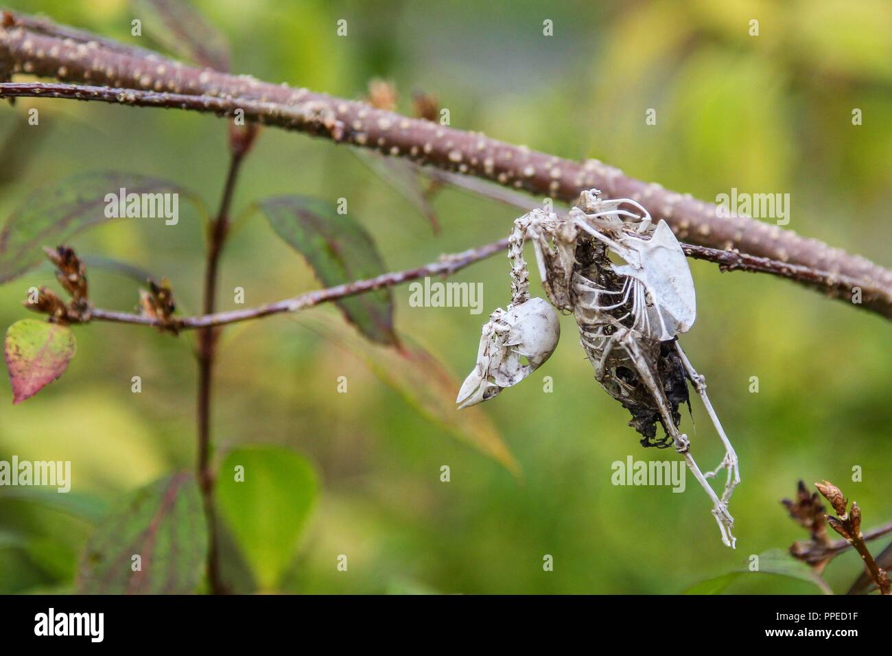 Mummified songbird skeleton hanging in backyard hedgerow, Brandenburg ...