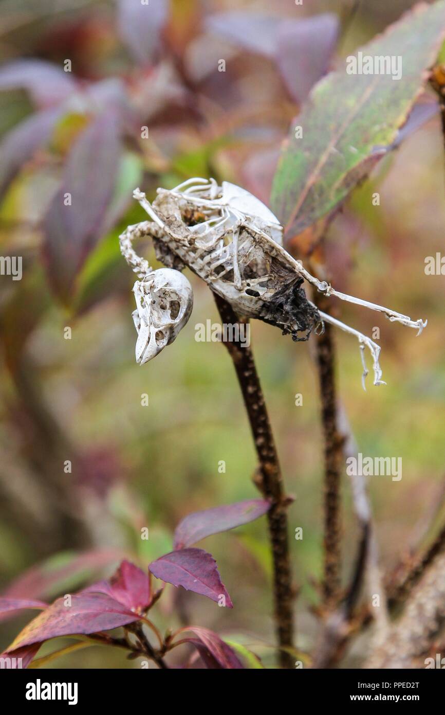 Mummified songbird skeleton hanging in backyard hedgerow, Brandenburg ...