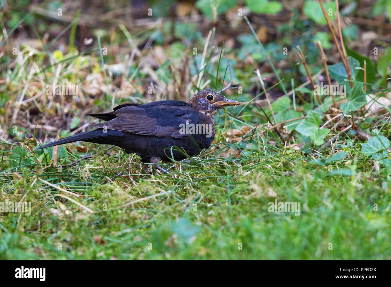 Common Blackbird (Turdus merula) showing symptoms and behaviour of ...