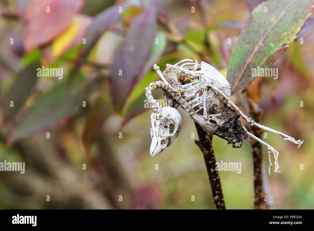 Mummified songbird skeleton hanging in backyard hedgerow, Brandenburg ...