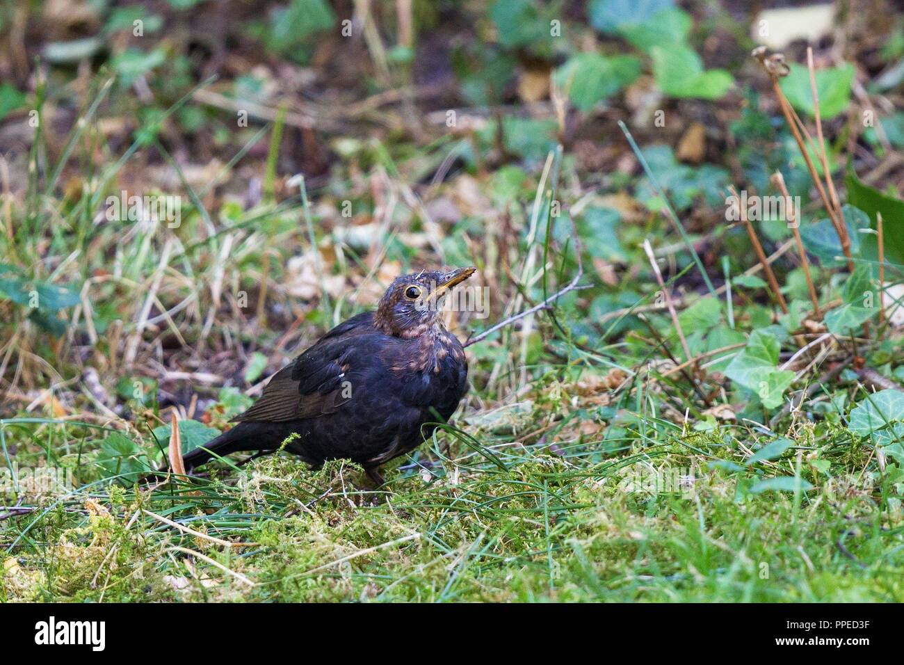 Common Blackbird (Turdus merula) showing symptoms and behaviour of ...